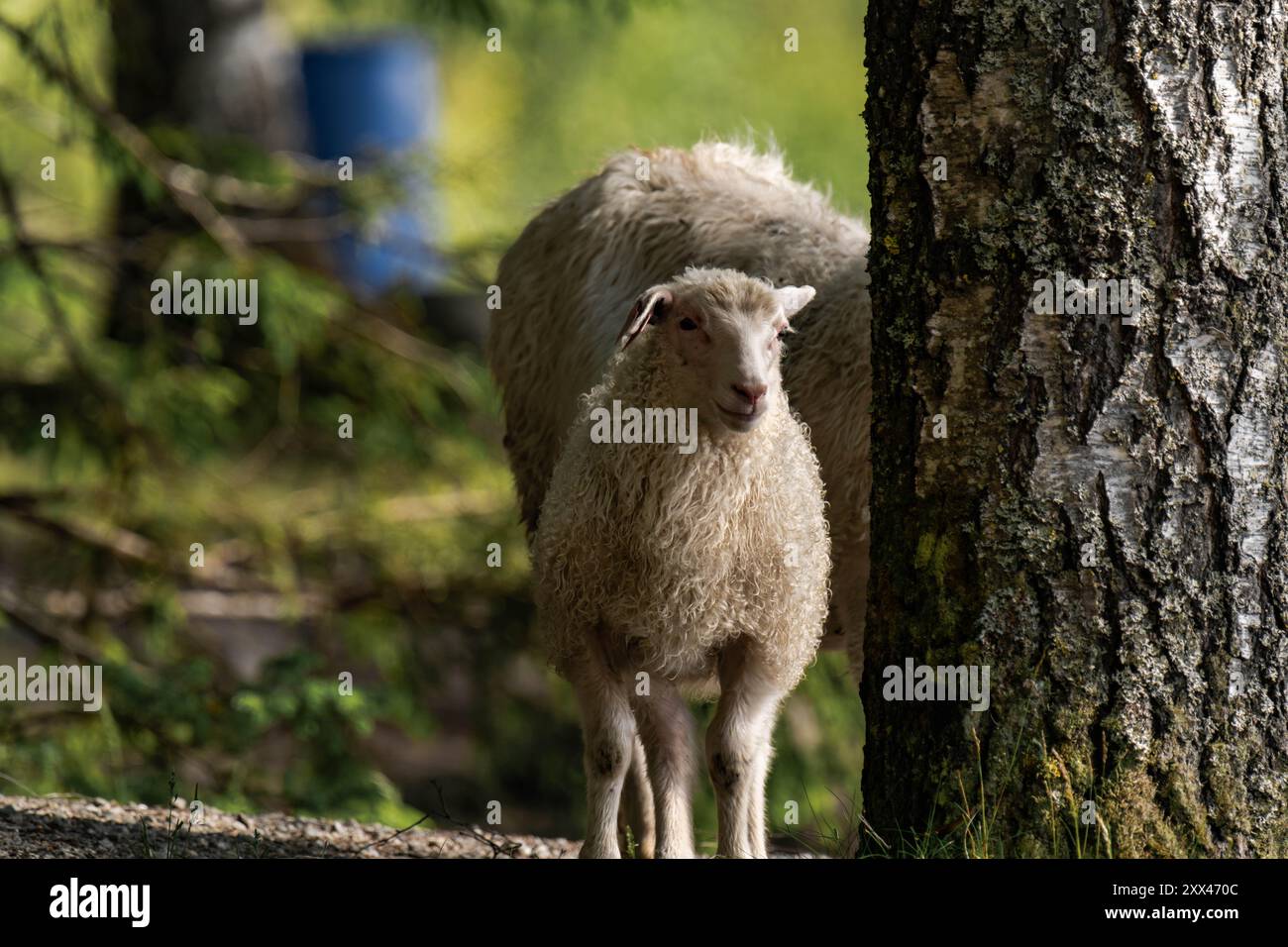 Young sheep in the sunlight Stock Photo - Alamy