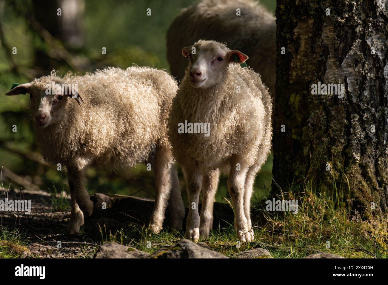 Young sheep in the sunlight Stock Photo - Alamy