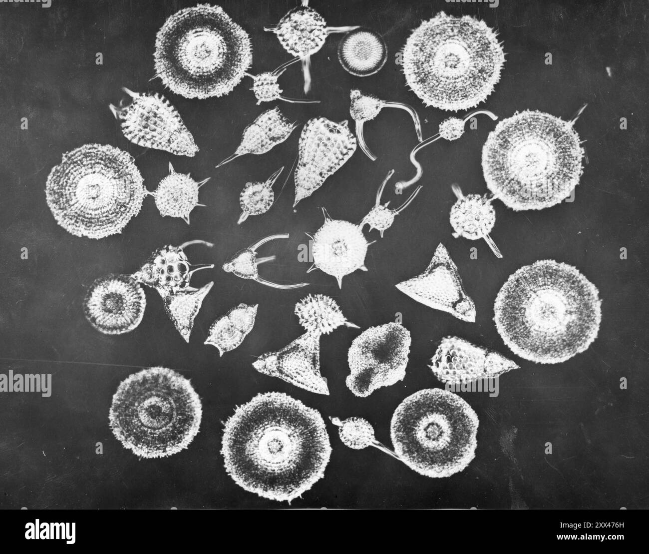 Current 17-1949: Life in a drop of water - This is not a brooch, as one ...