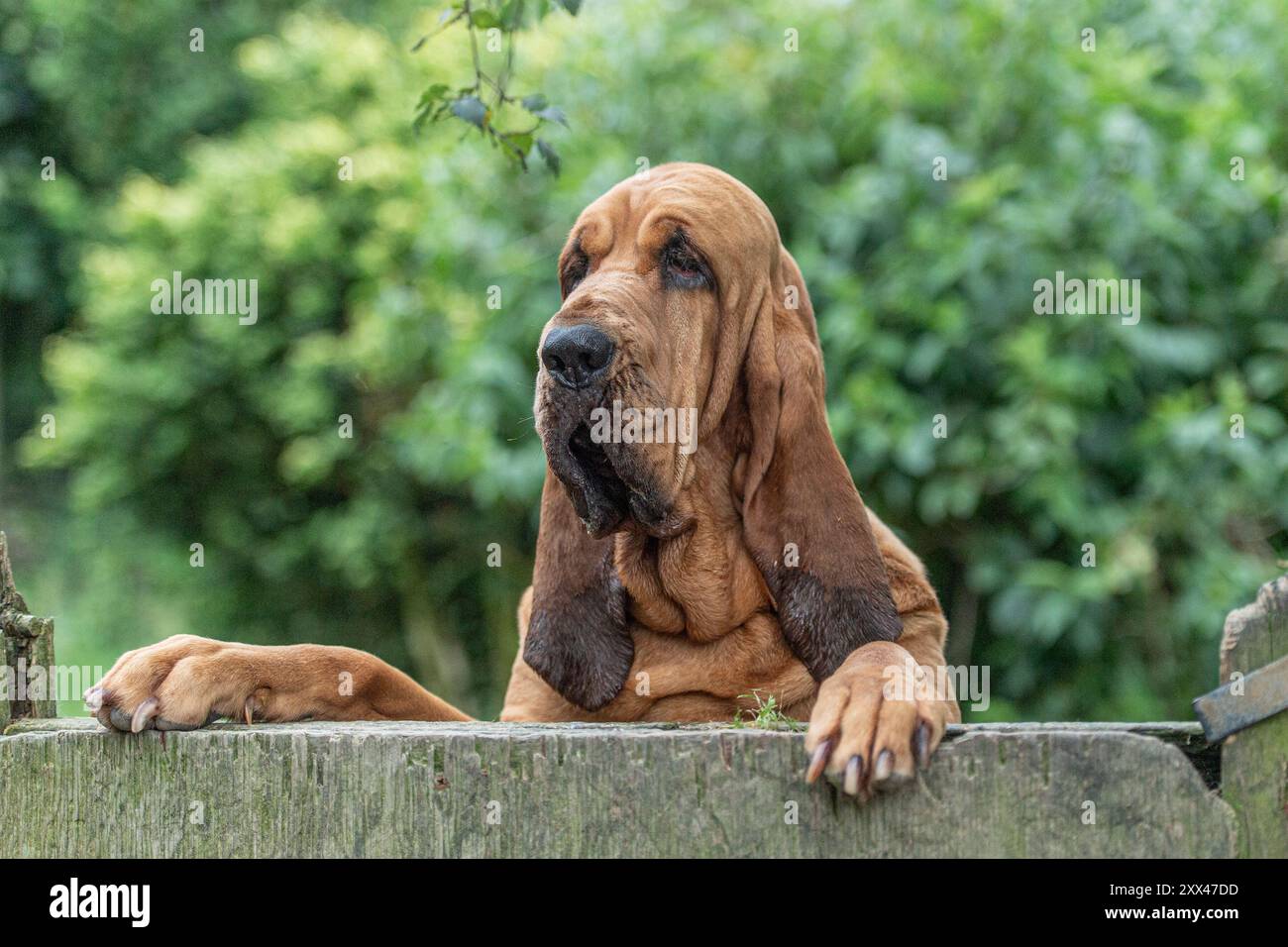 Dog looking over fence hi-res stock photography and images - Alamy