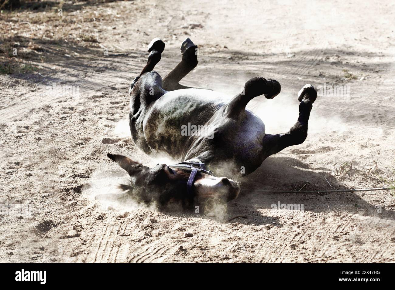 Catalan donkey rolling playfully on the ground Stock Photo - Alamy