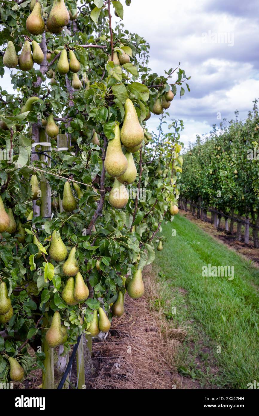 Conference pear tree hi-res stock photography and images - Alamy
