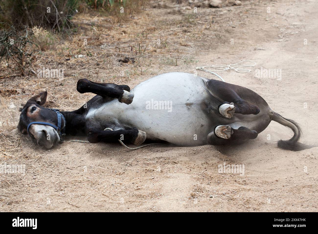 Catalan donkey rolling playfully on the ground Stock Photo - Alamy