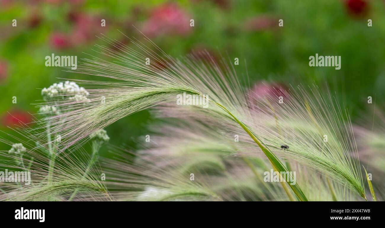 Foxtail barley growing in hi-res stock photography and images - Alamy