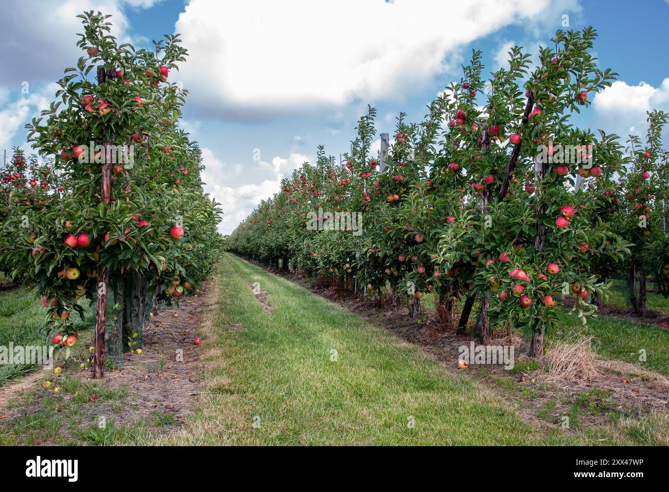 Apples in the orchard, two rows of apple trees Stock Photo - Alamy