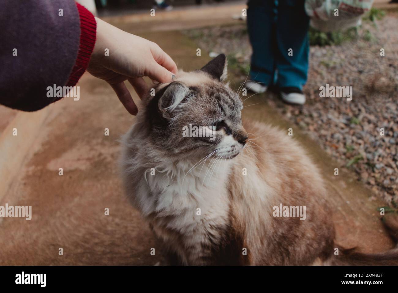 cat being petted on the head Stock Photo - Alamy