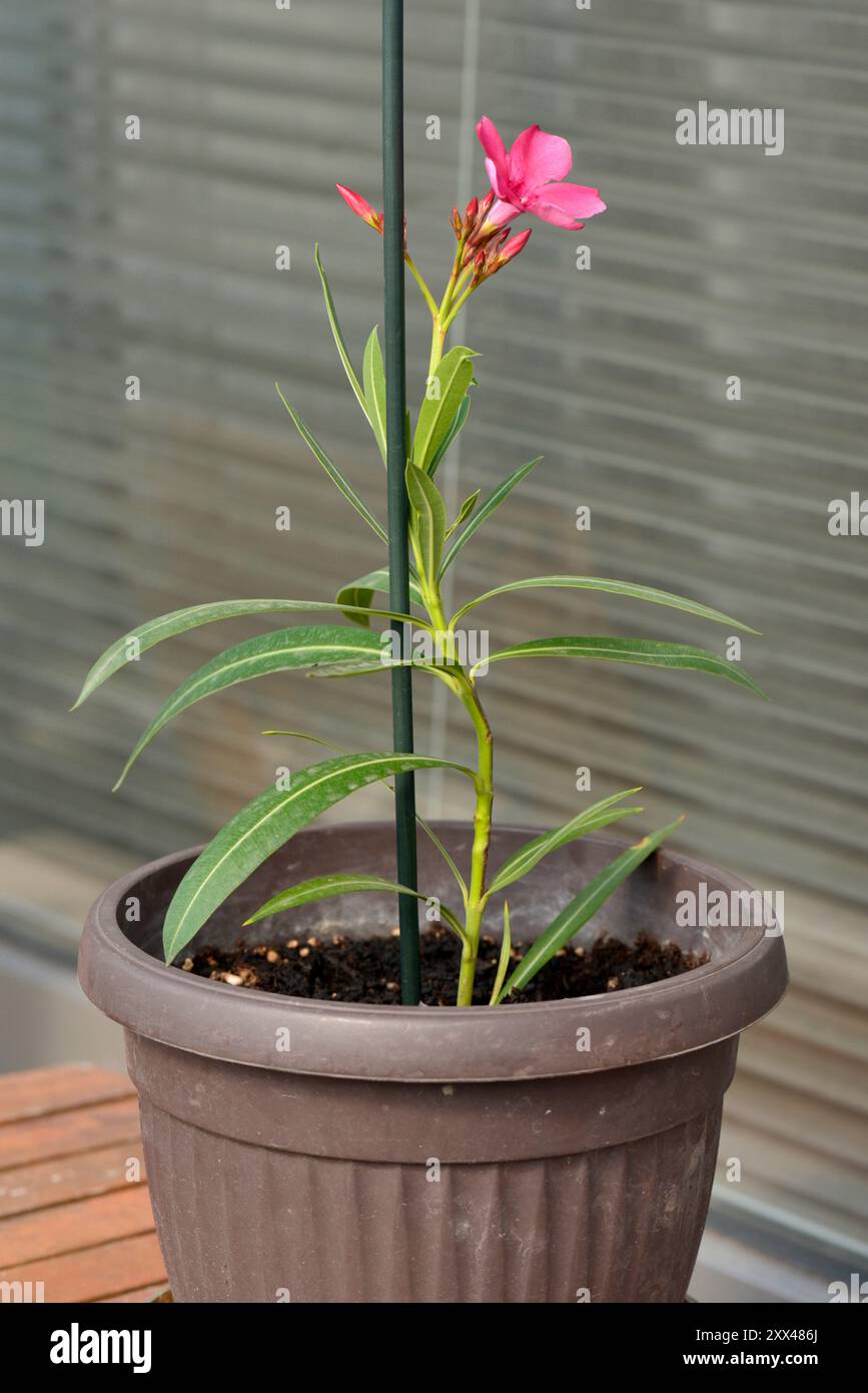 Young Nerium oleander or rosebay homegrown potted house plant growing ...