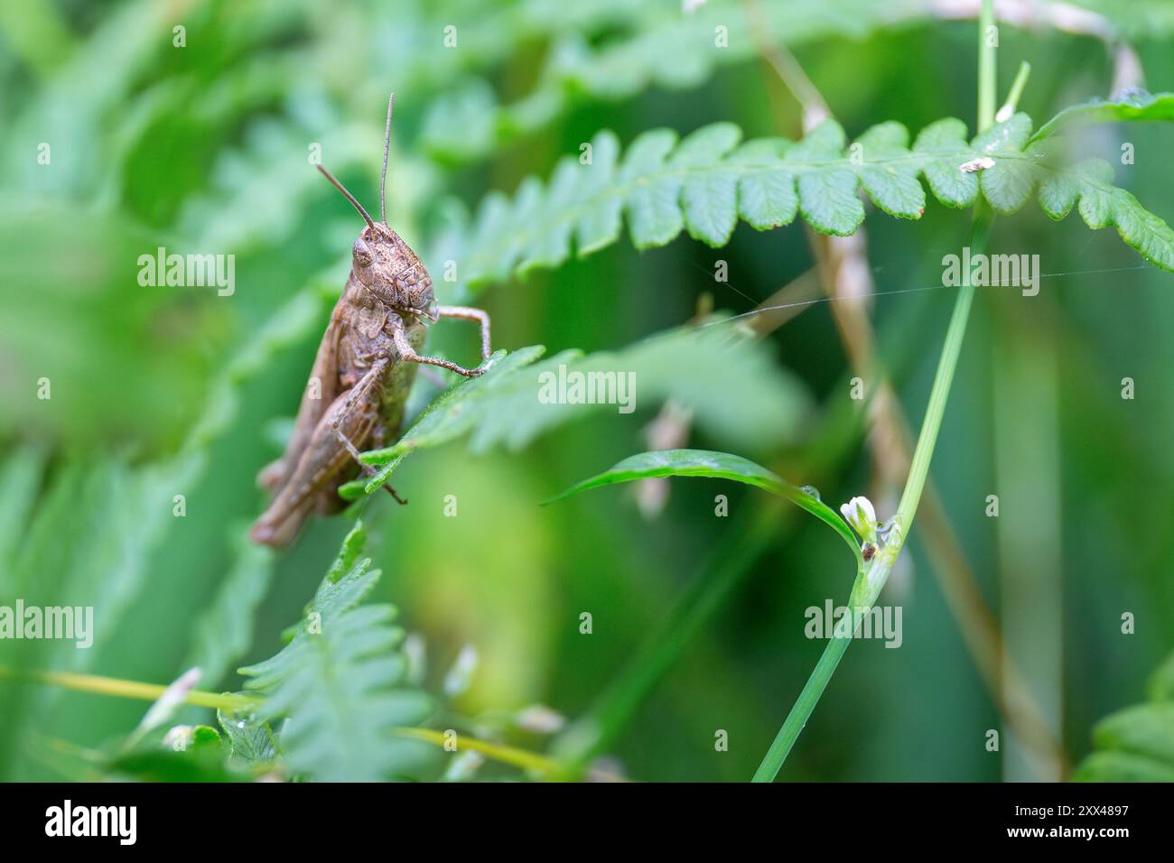 grasshopper in the field Stock Photo - Alamy