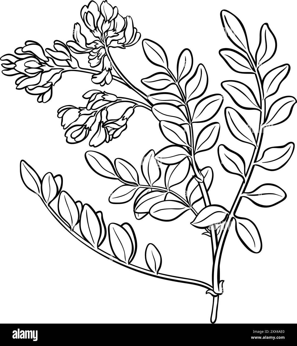 Astragalus Branch Isolated Outline Illustration Stock Vector Image ...
