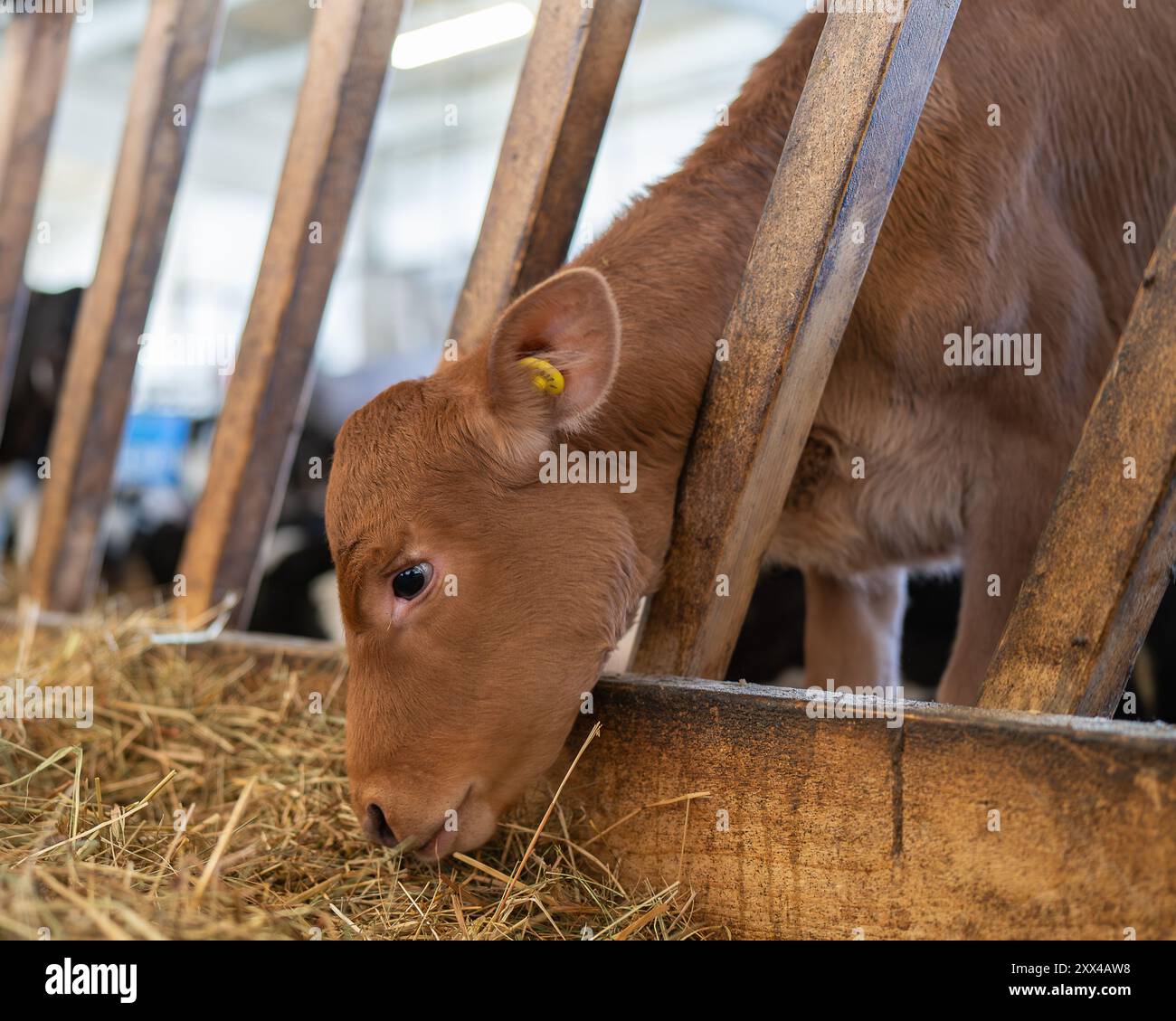 Young calf eats hay in the barn. Young cow standing in the barn eating ...