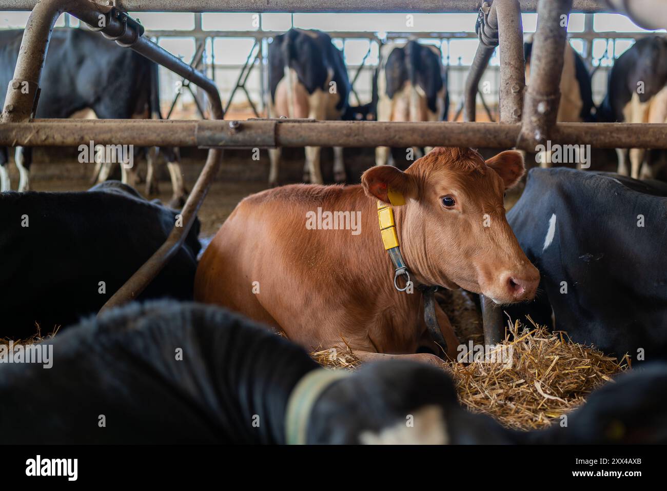 A close-up portrait of a dairy cow in a barn. Closeup of a red cow ...
