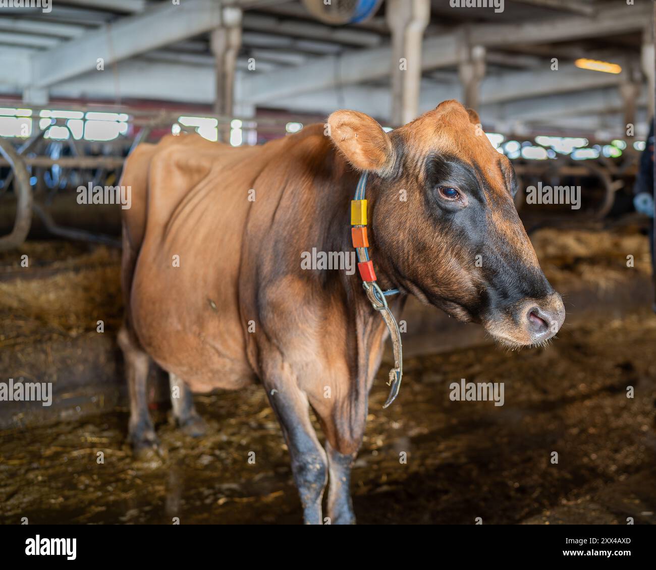 A close-up portrait of a dairy cow in a barn. Closeup of a red cattle ...