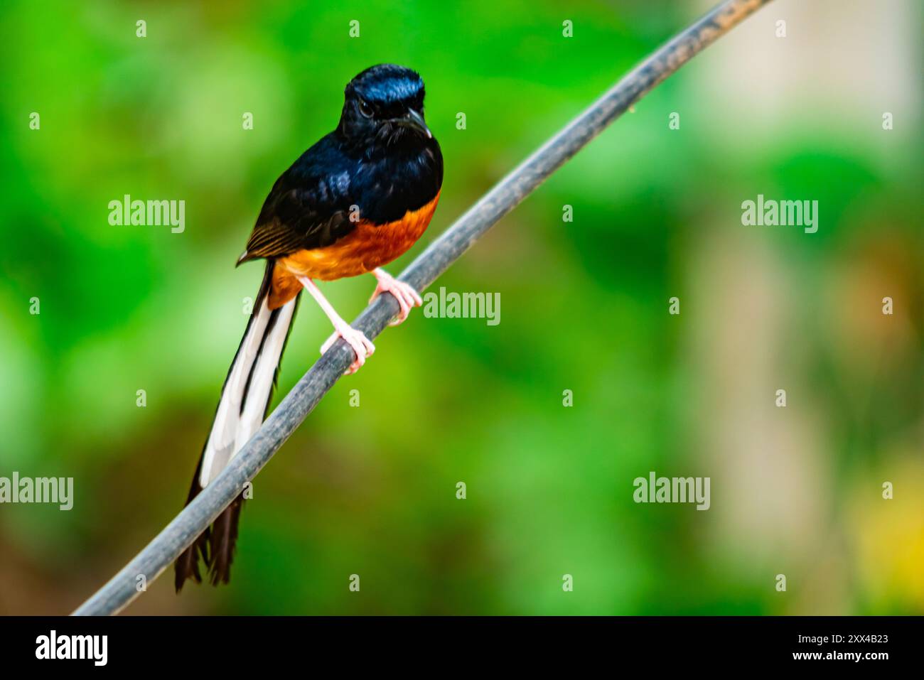 Shama bird hi-res stock photography and images - Alamy