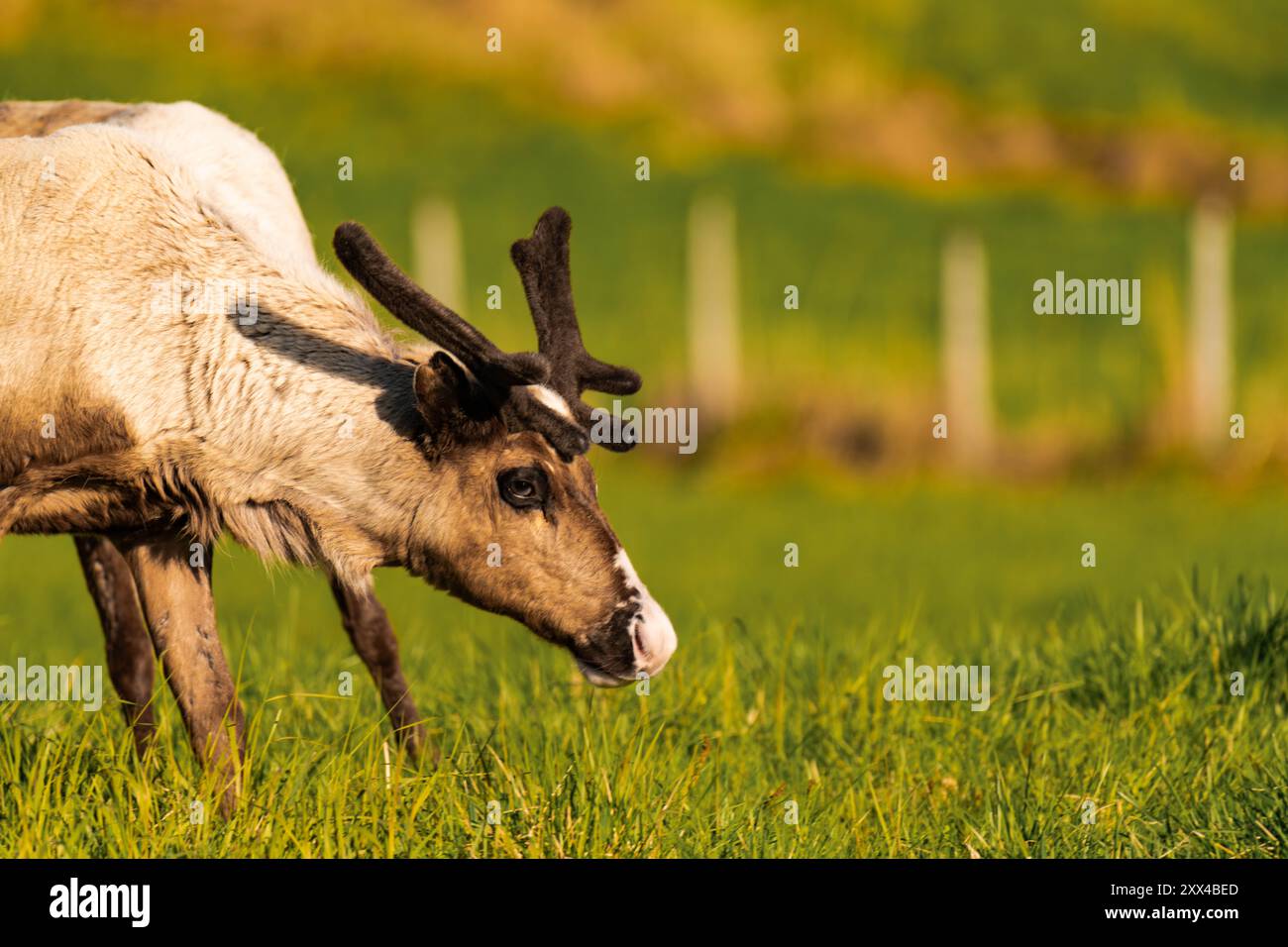 Reindeer or caribou (Rangifer tarandus) side view Stock Photo - Alamy
