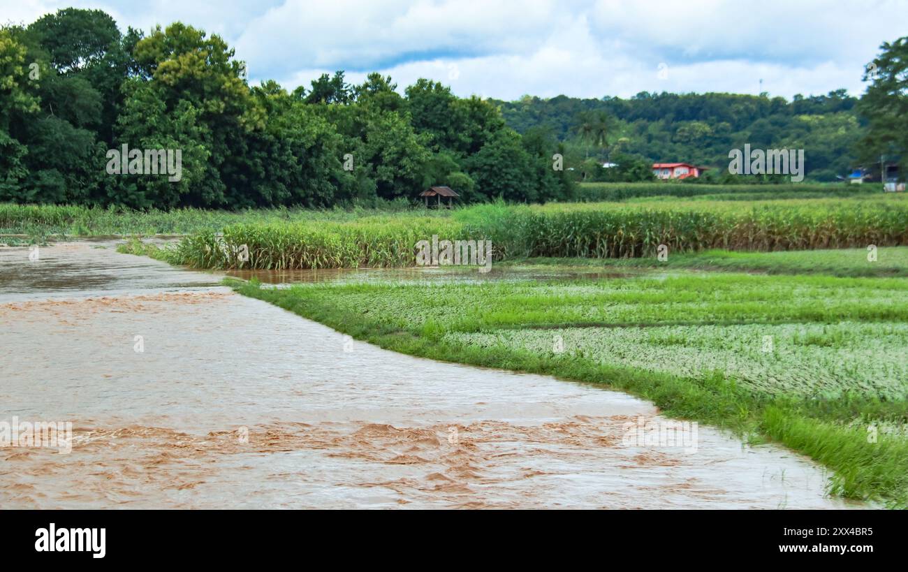 An image of damaged rice plants in a paddy field after flood water have ...