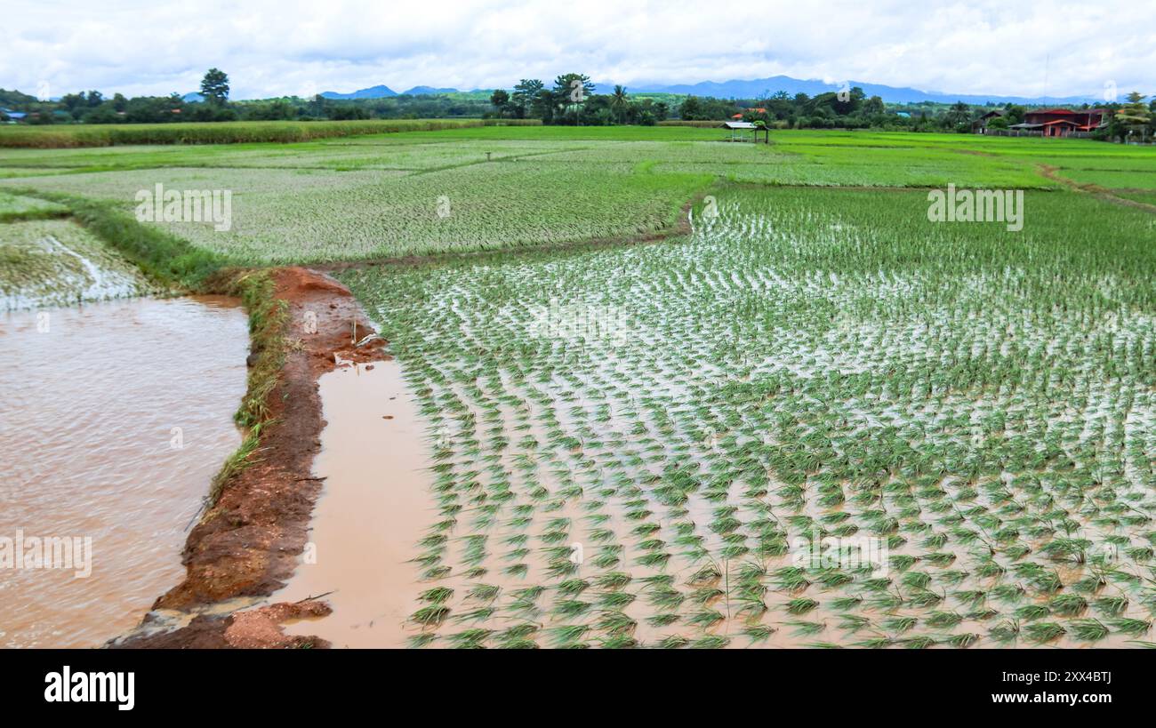 An image of damaged rice plants in a paddy field after flood water have ...