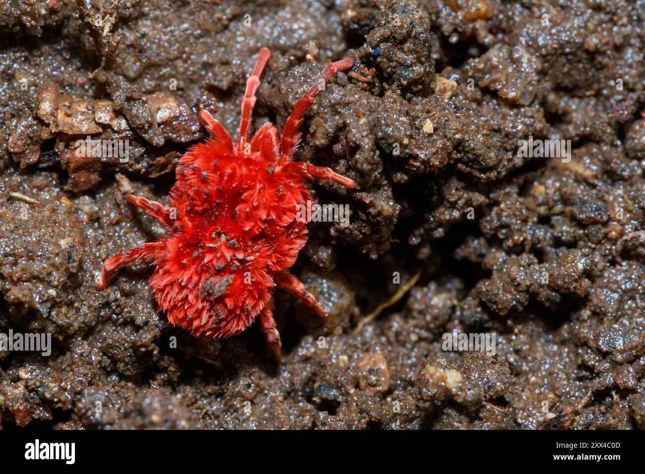 Dinothrombium magnificum hi-res stock photography and images - Alamy