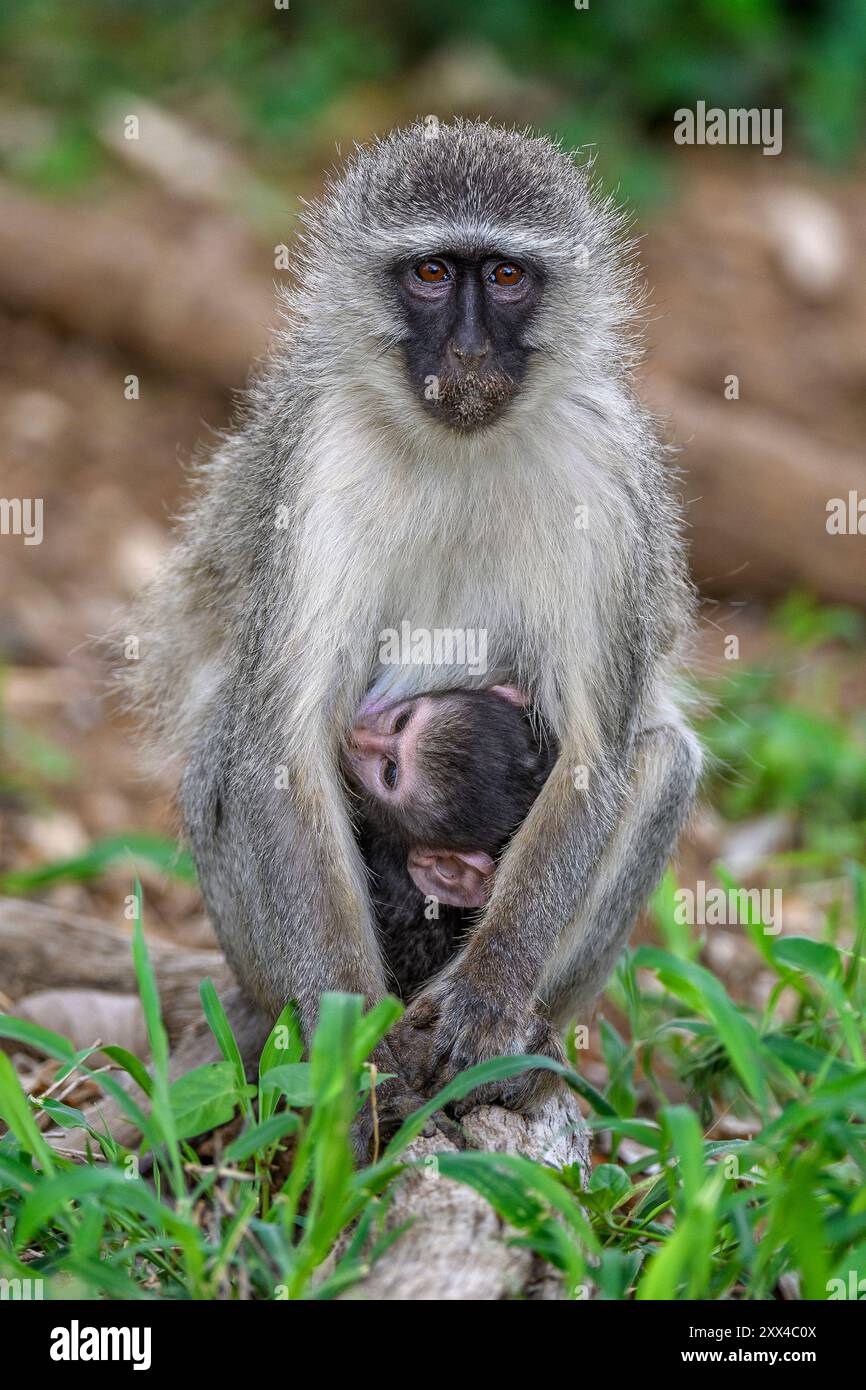 Vervet monkey (Chlorocebus pygerythrus) with juvenile from Kruger NP ...