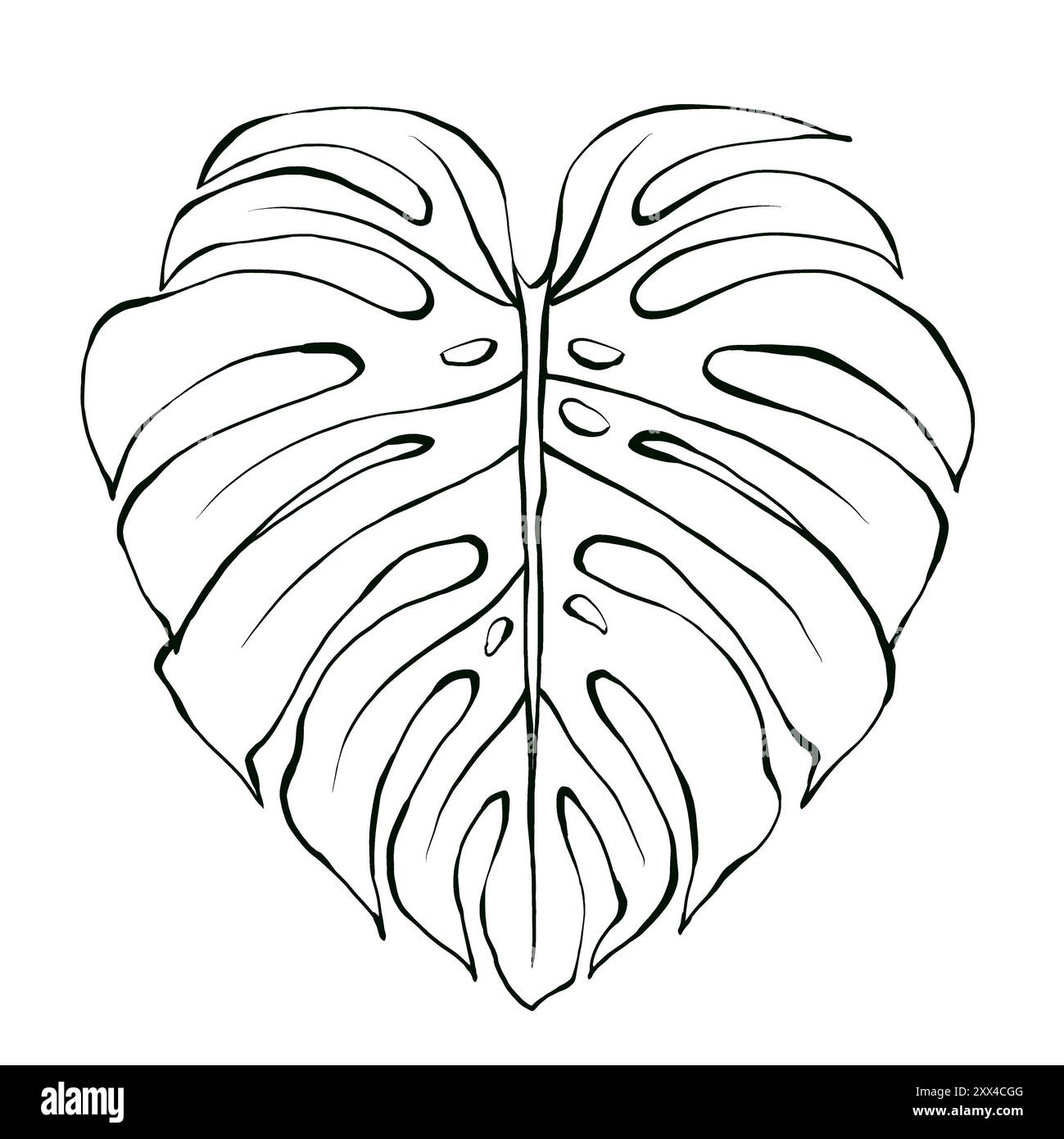 Monstera leaf hand drawn graphic illustration. Isolated floral element ...