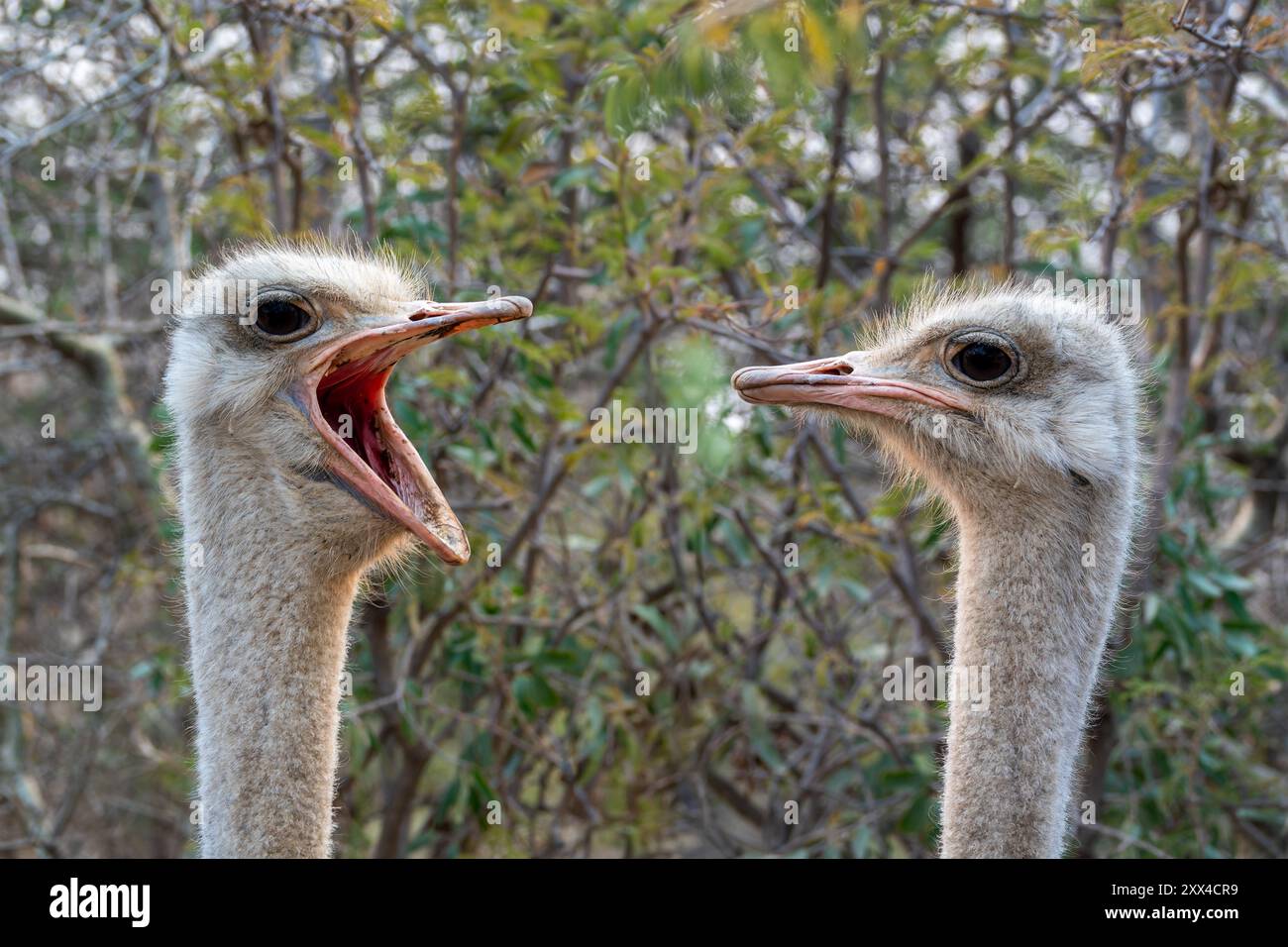 Close up photo of a funny couple of ostriches, ostrich dispute and ...
