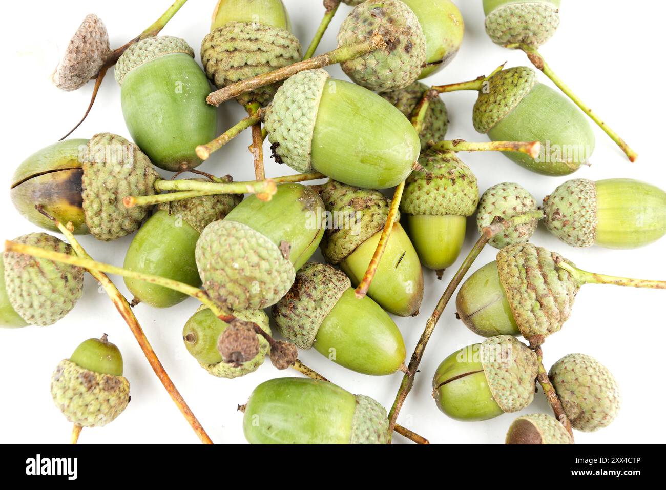 Green fruits of oak, group of still green acorns isolated with white ...