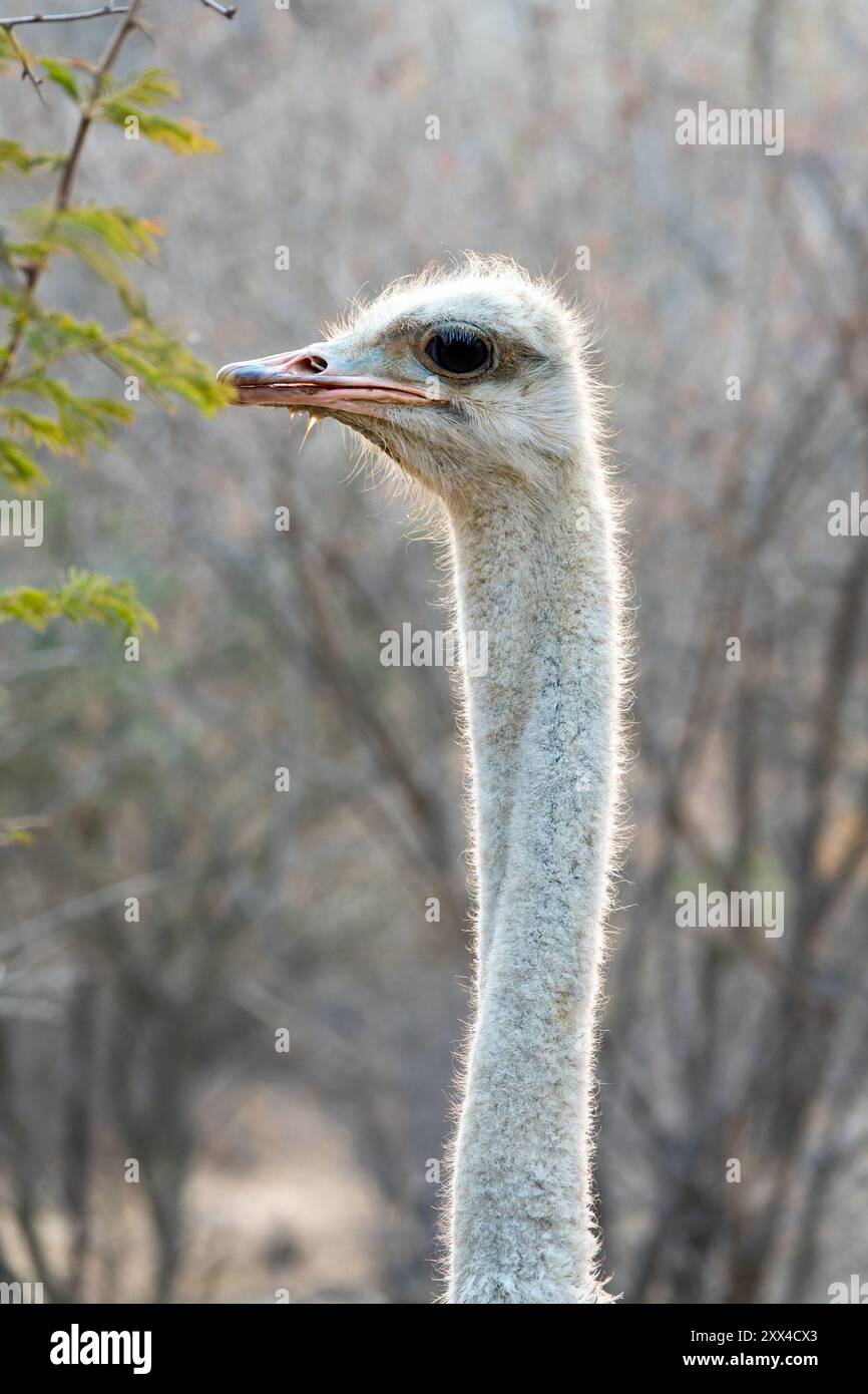 Close up side view photo of the neck and head of an ostrich, wildlife ...