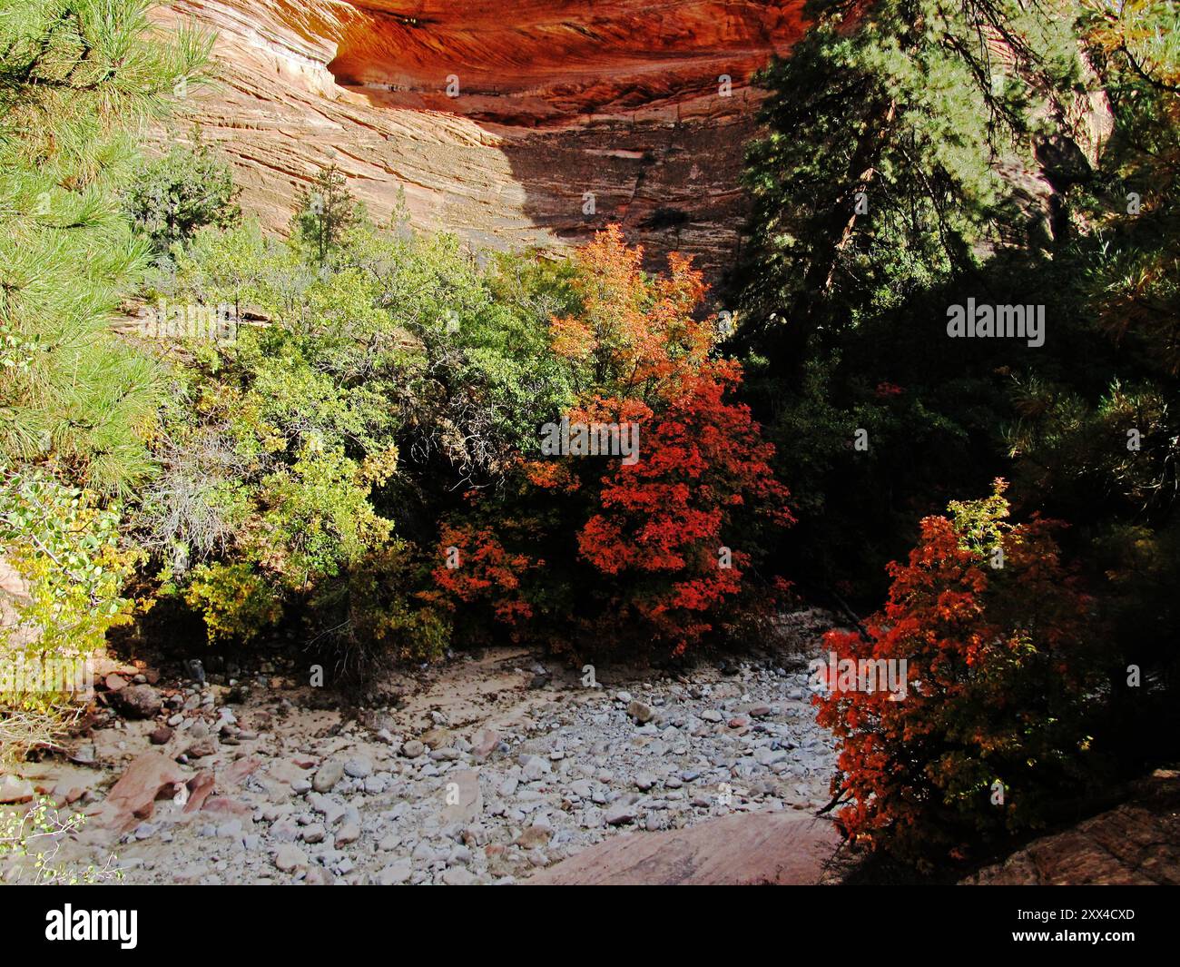 A dry gully, filled with Bigtooth Maple (Acer Grandidentatum) starting ...