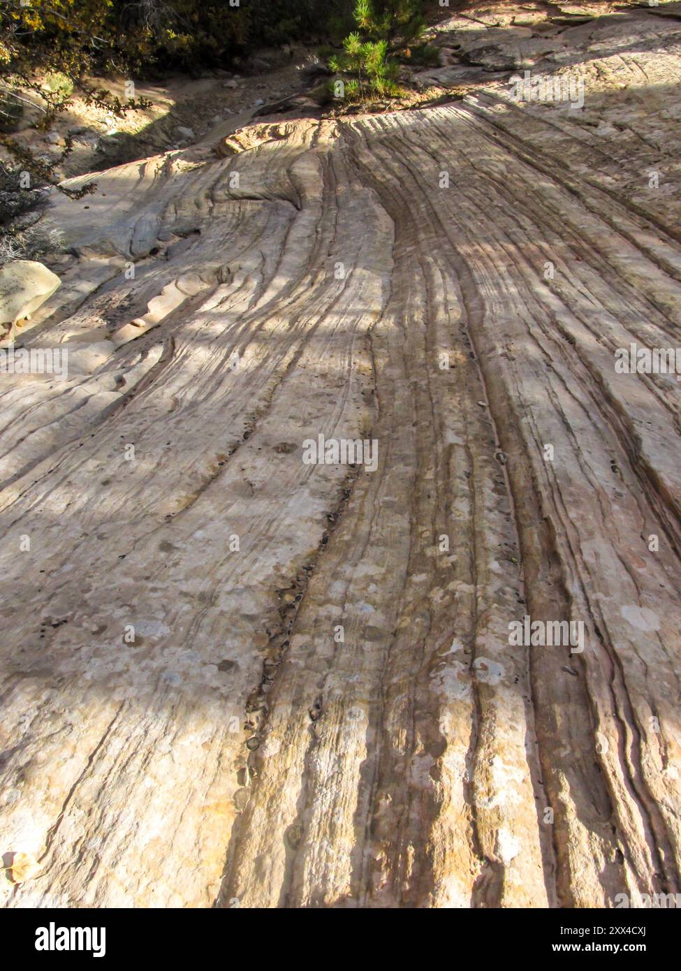 Natural patterns forming in the Navajo Sandstone of Zion National Park ...