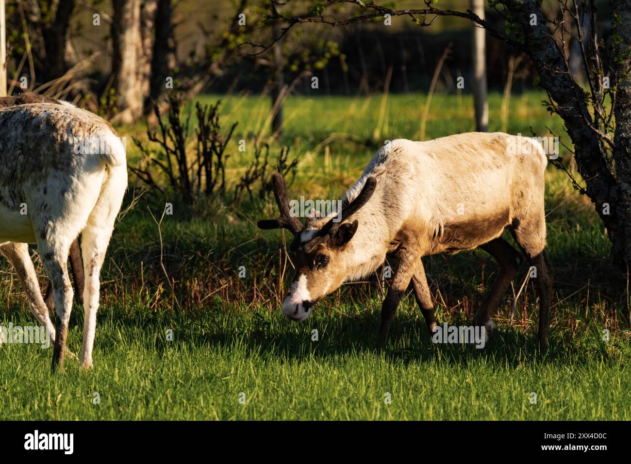 Caribou eating grass hi-res stock photography and images - Alamy
