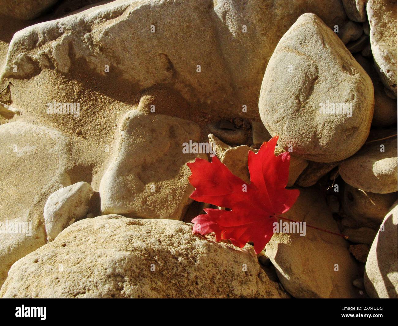 Usashrub hi-res stock photography and images - Alamy