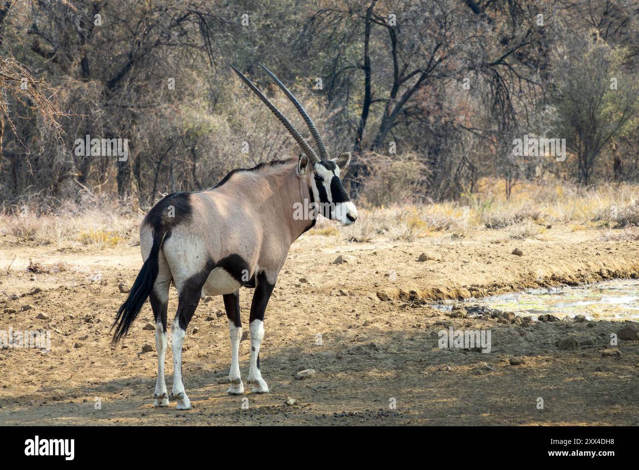Oryx iconic wildlife hi-res stock photography and images - Alamy
