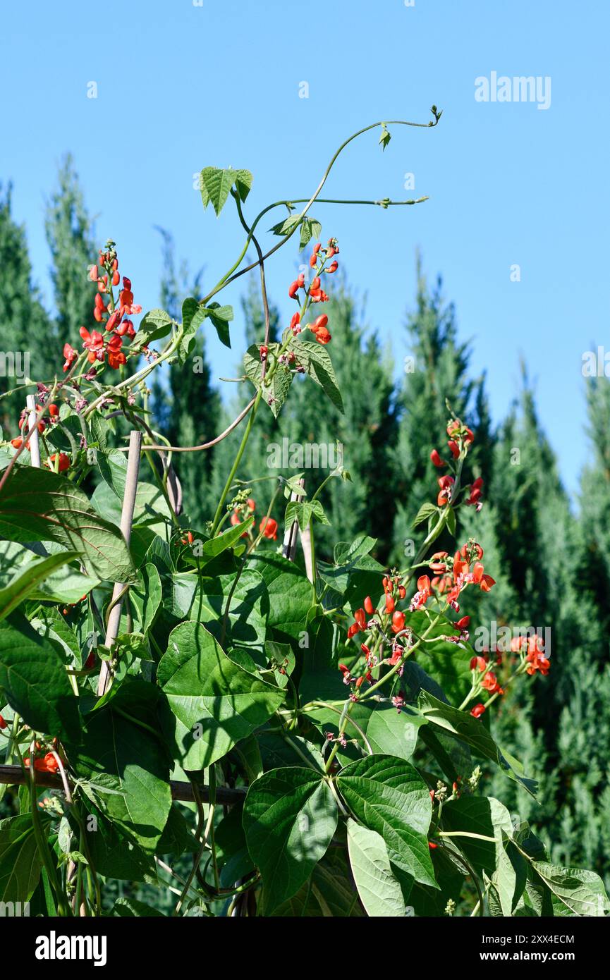 Scarlet Runner Beans (phaseolus coccineus) Buds in July the Summer ...
