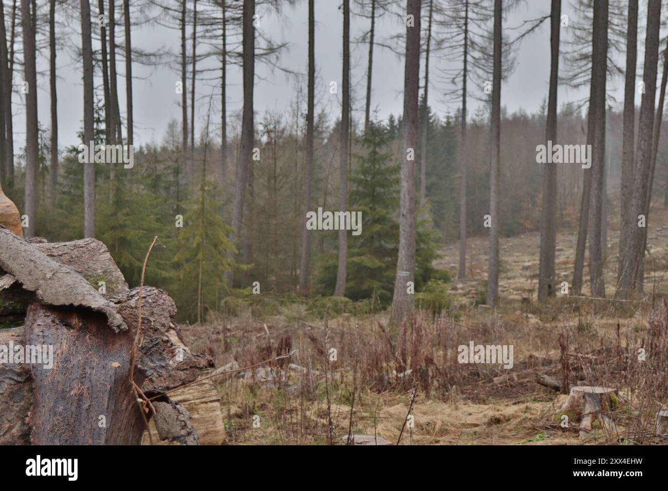 Unterholz im wald hi-res stock photography and images - Alamy