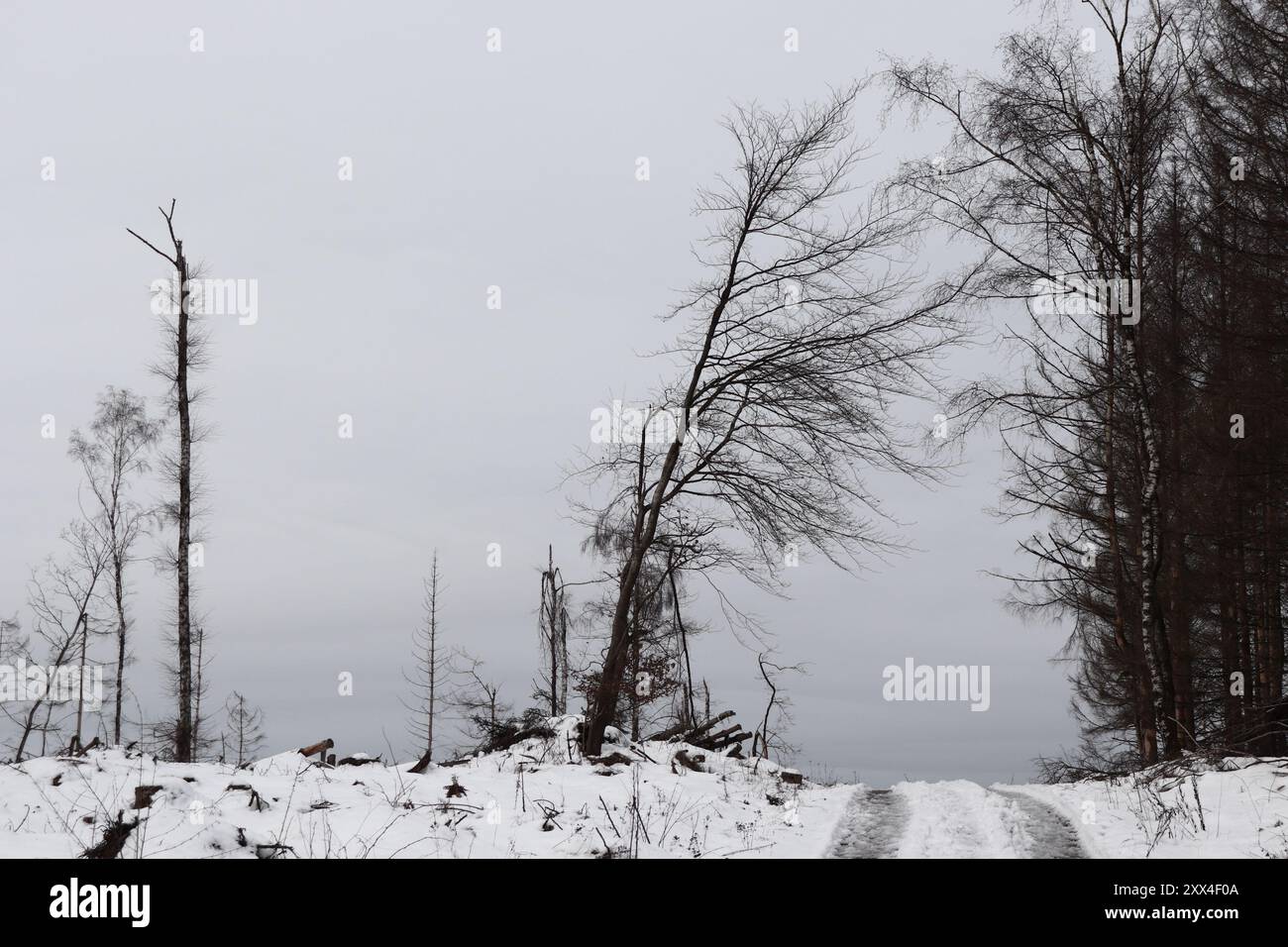 Schrager baum hi-res stock photography and images - Alamy