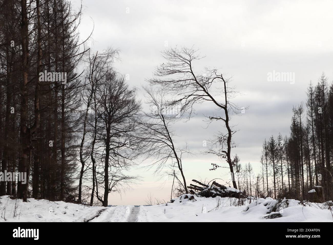 Schräger Baum am Wegrand Stock Photo - Alamy