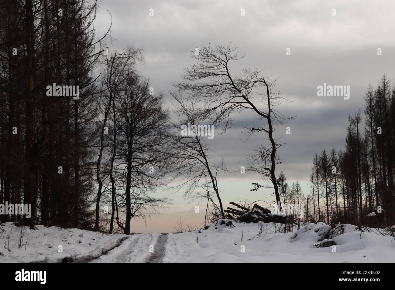 Schräger Baum am Wegrand Stock Photo - Alamy