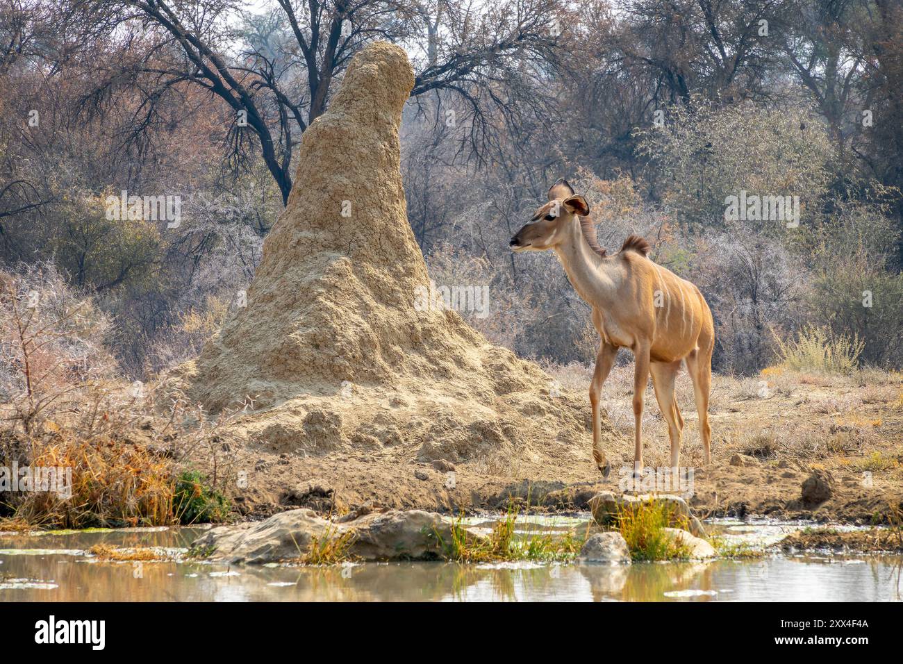 Female Kudu antelope, near a termite mound, wildlife in Namibia, Africa ...