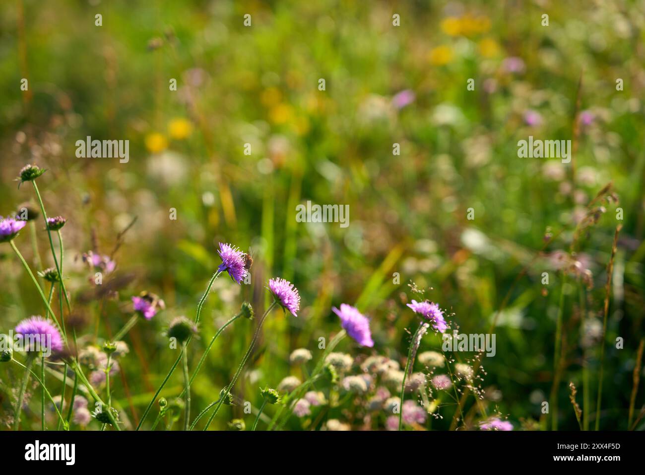 Blooming alpine meadow on hi-res stock photography and images - Alamy