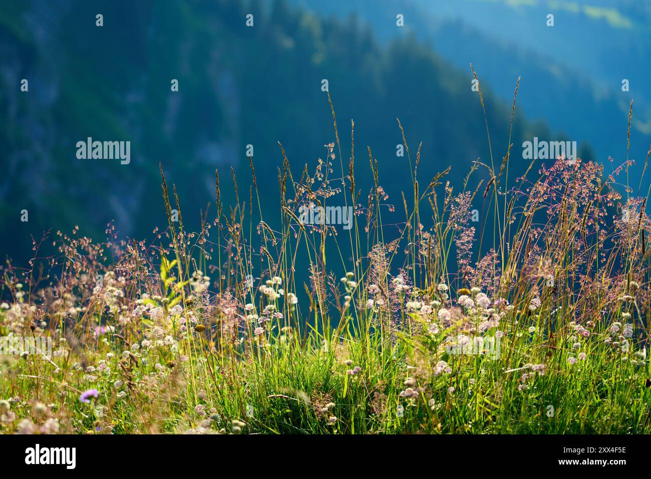 Mountain meadow with alpine flowers in summer hi-res stock photography ...