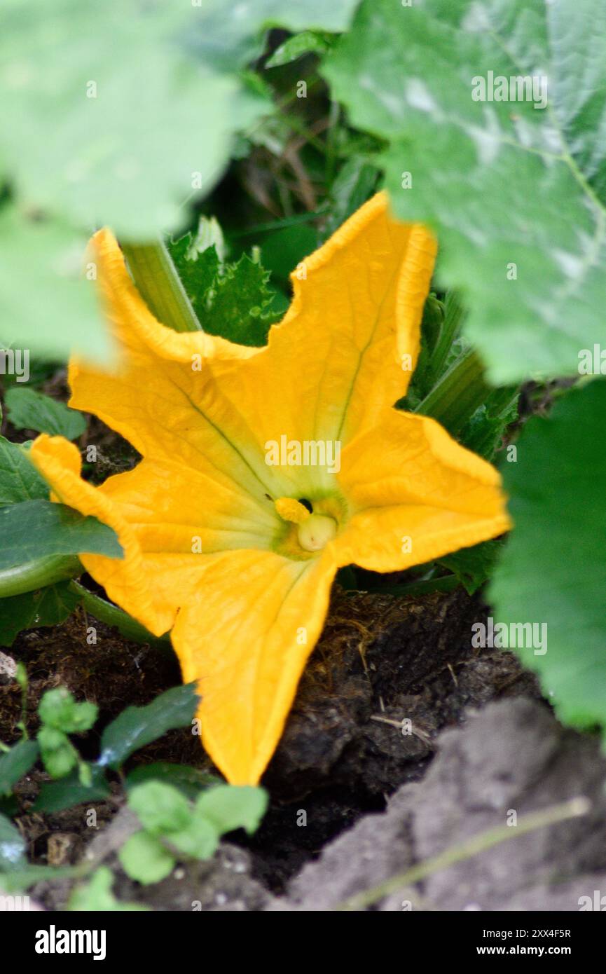 Marrow Flower (Cucurbita pepo) long green bush 2 growing in the Garden ...