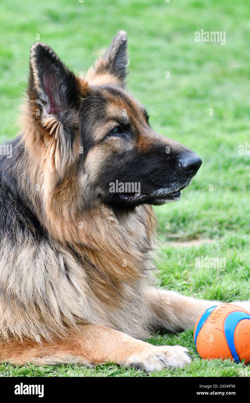 German Shepherd playing with a ball Chard Somerset England uk Stock ...