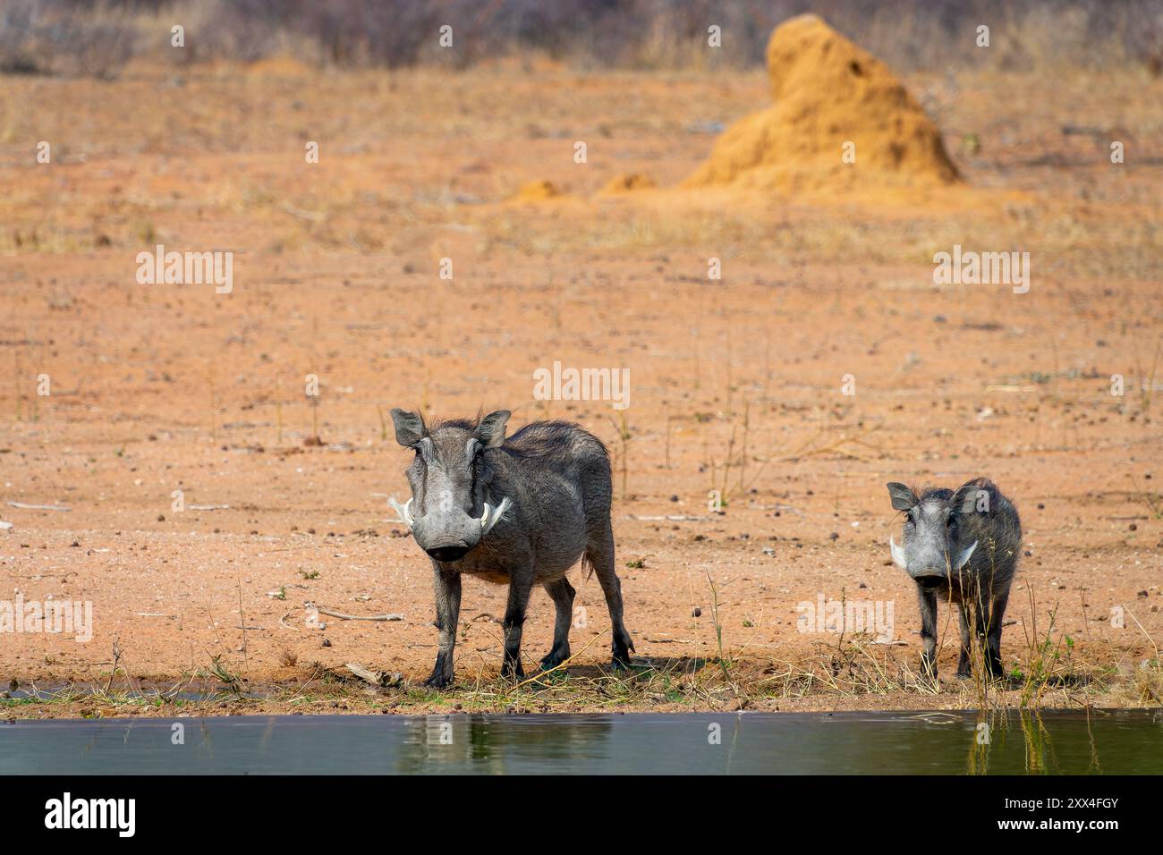 Photo of mother and baby warthogs at a waterhole, wildlife game drive ...