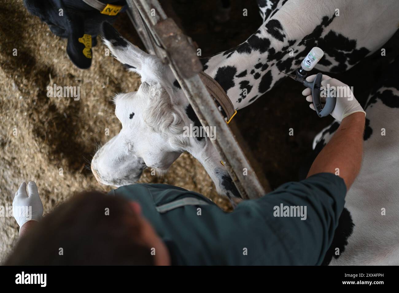 Bluetongue disease sheep hi-res stock photography and images - Alamy