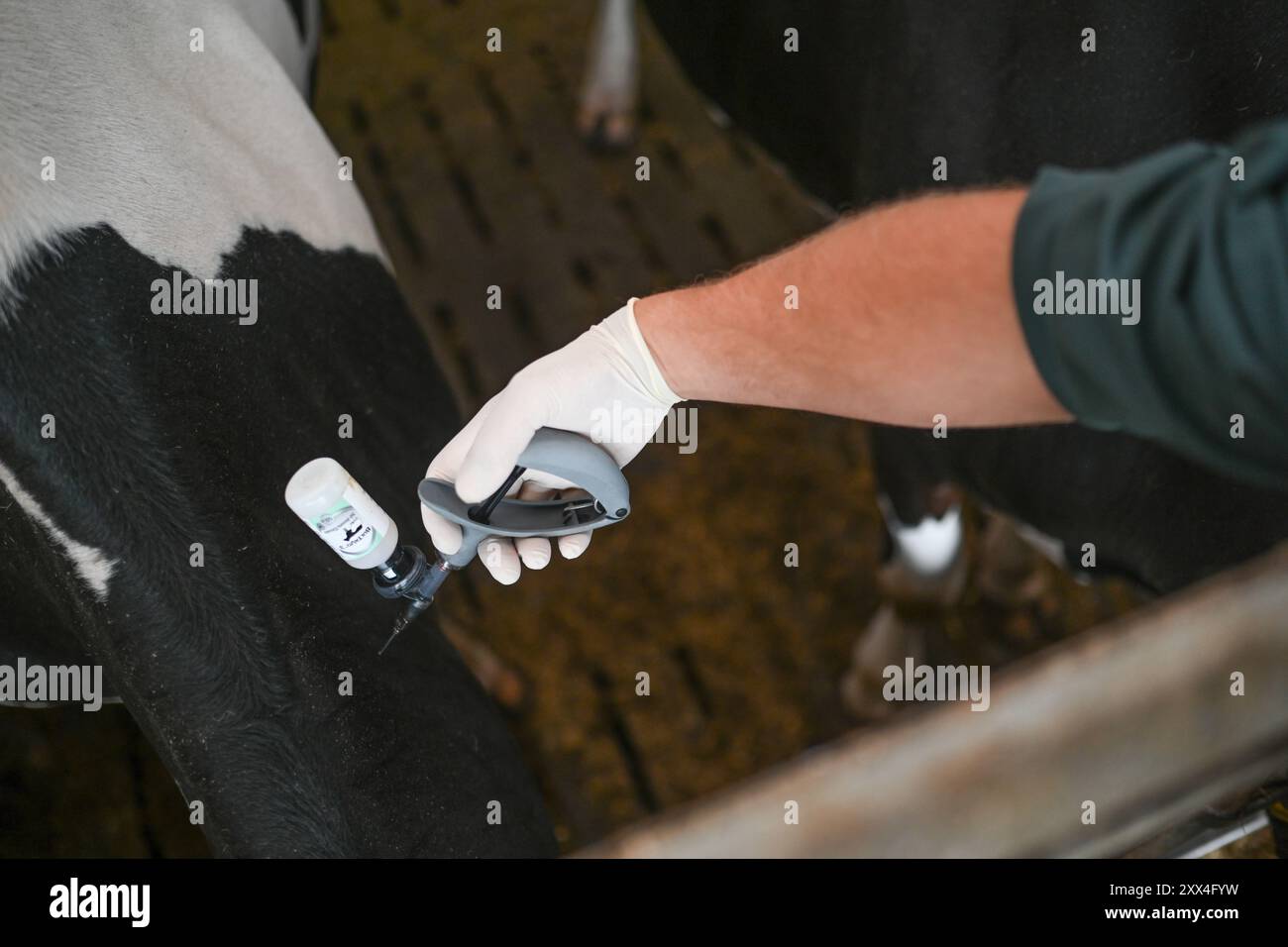 Bluetongue disease sheep hi-res stock photography and images - Alamy