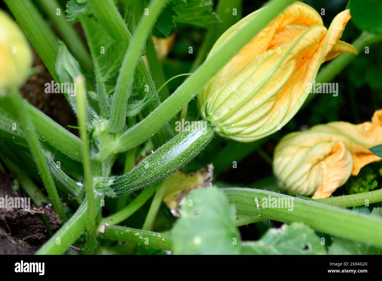 Marrow (Cucurbita pepo) and Flower Chard Somerset England uk Stock ...
