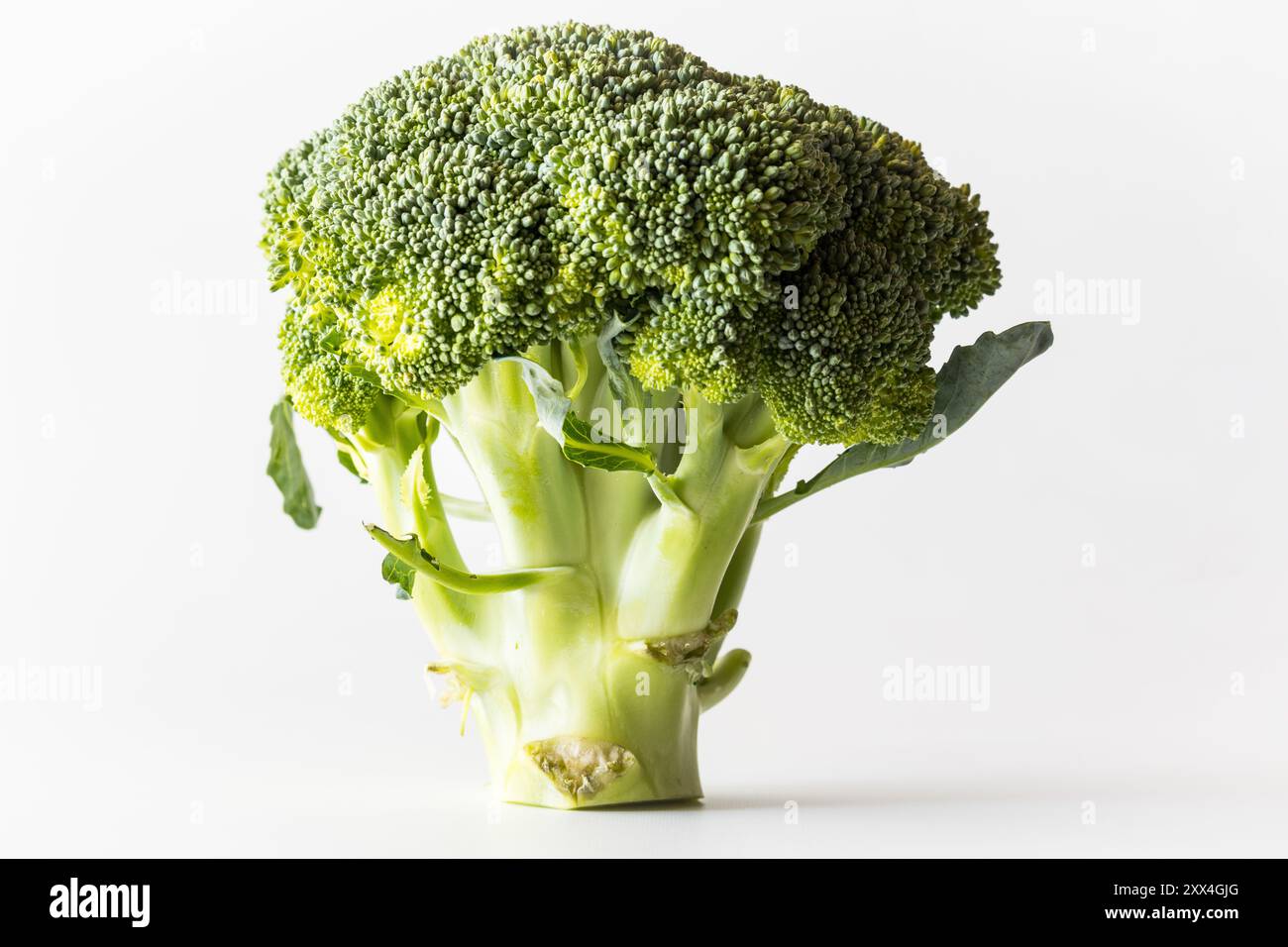A fresh raw broccoli stalk standing isolated against white Stock Photo ...
