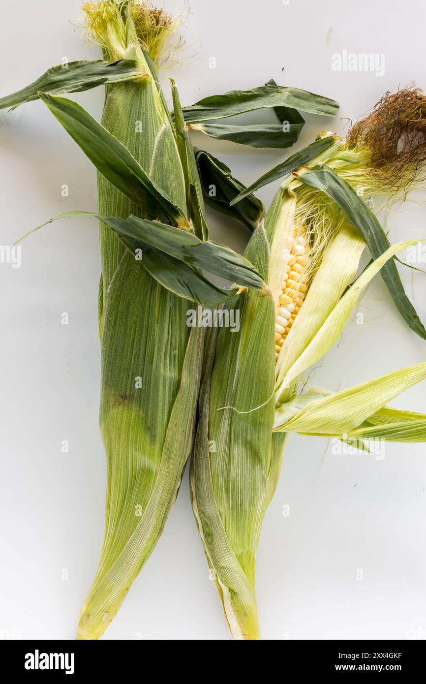 Two ears of fresh corn on the cob in husks Stock Photo - Alamy