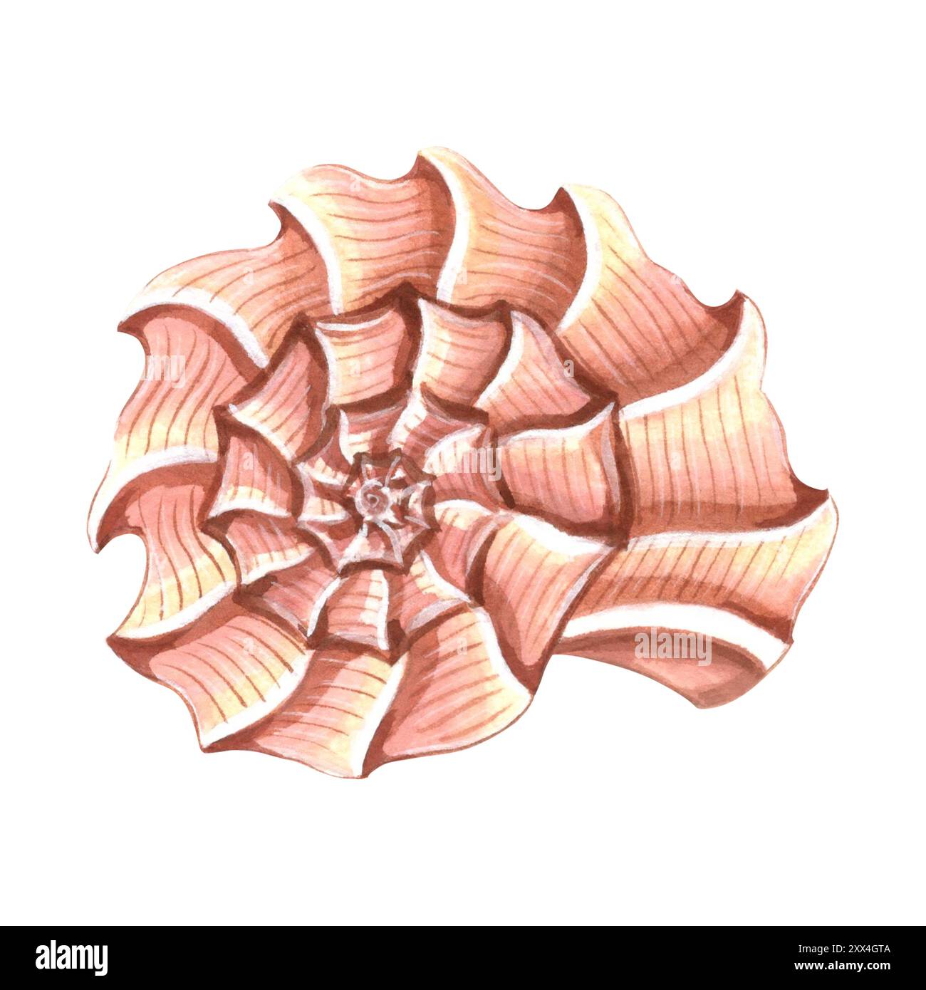 Seashell swirled by waves. Hand drawn watercolor illustration isolated ...