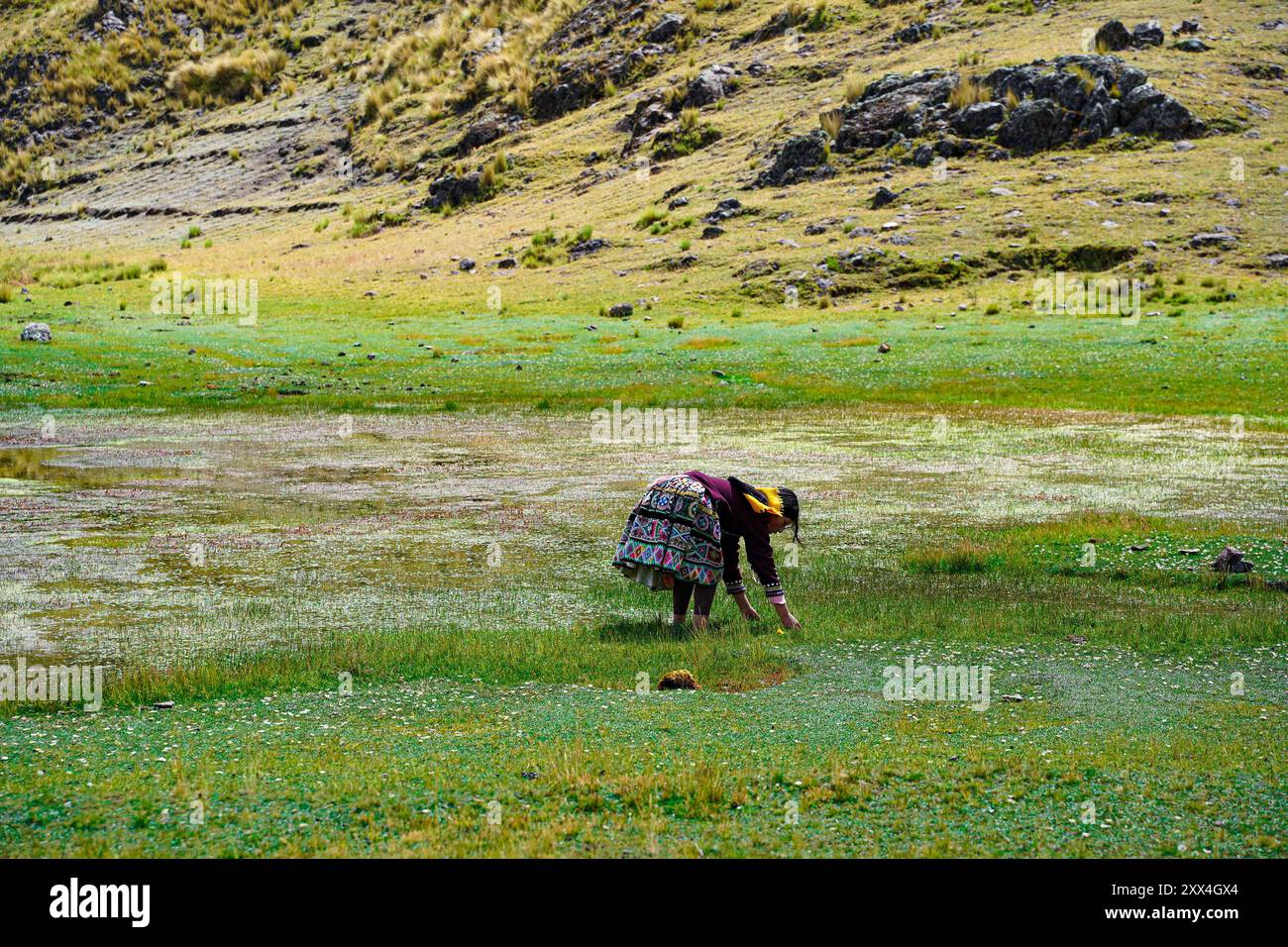 Quechua woman in traditional clothes picking plants in the Andes ...