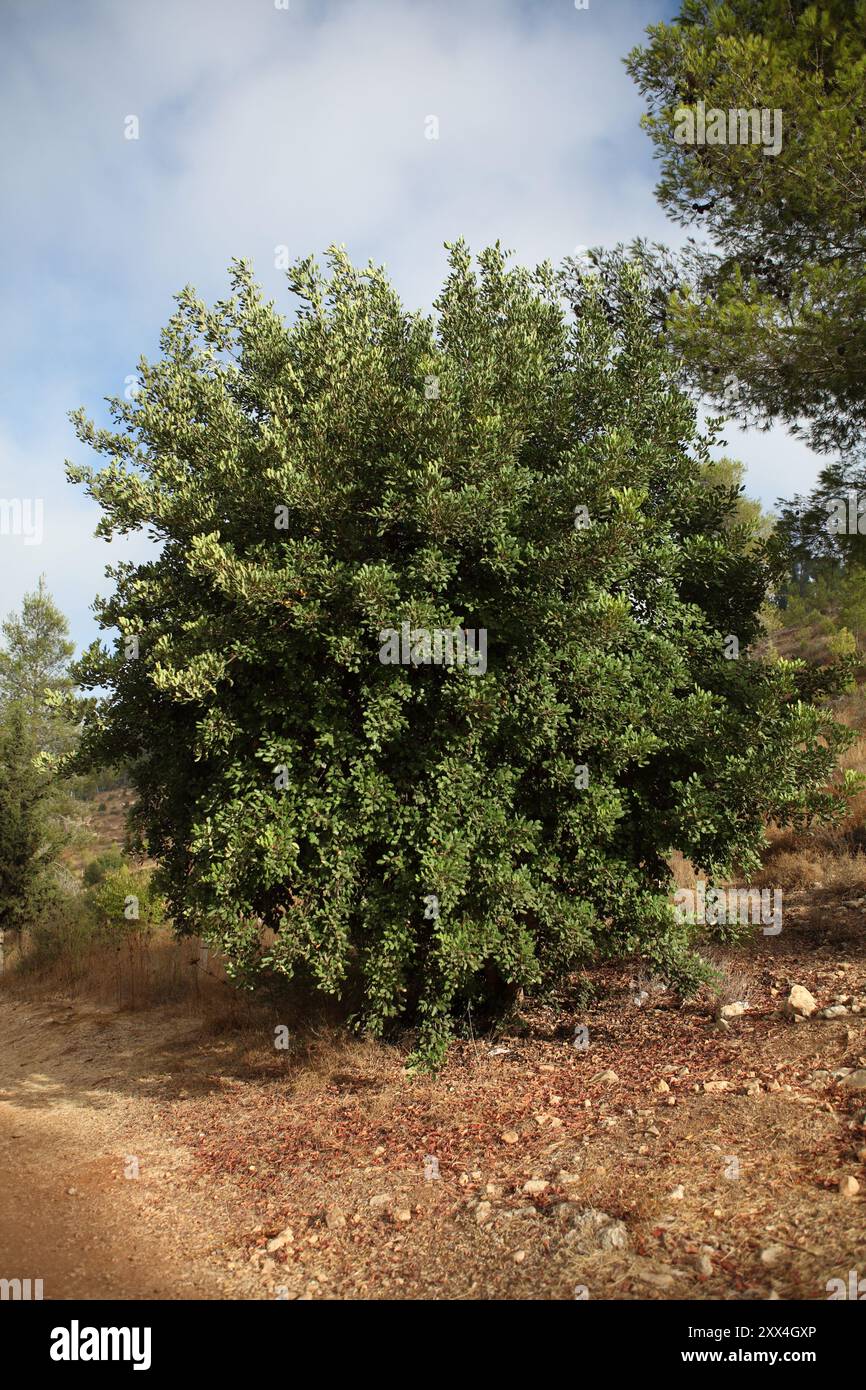 Carob Tree, St. John's Bread or Ceratonia Siliqua, flowering evergreen ...